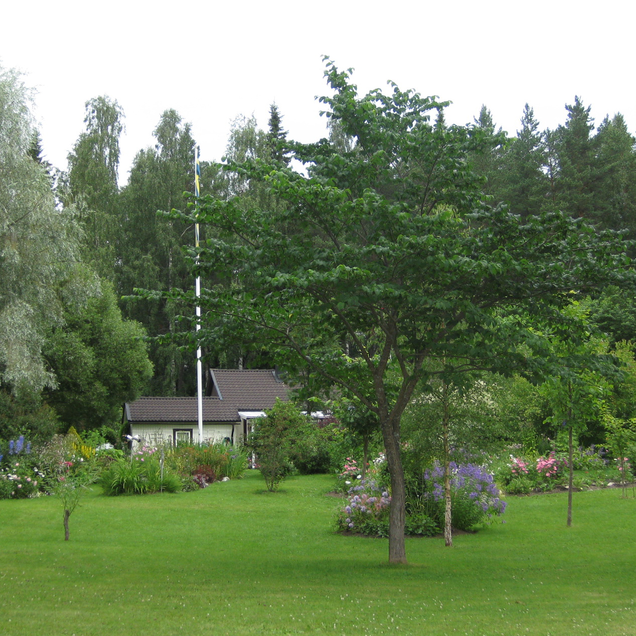 Att odla träd i Jämtland - Prenumerera - Trädgård Norr Att odla träd i Jämtland - Prenumerera - Trädgård Norr